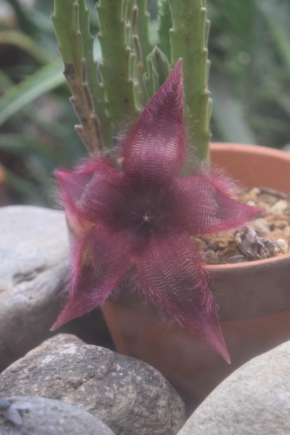 東京都 夢の島熱帯植物館おさんぽ🚶⑫ ... / hiroさんのモーメント | YAMAP / ヤマップ
