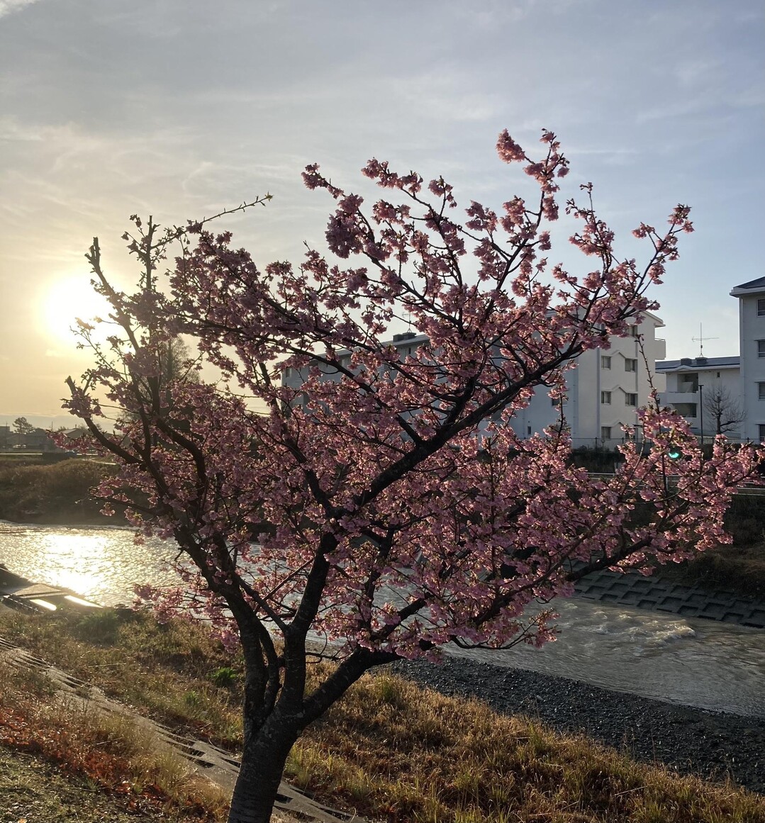 いつものランニングコース 今が満開の河津... / Ken24g3さんのモーメント | YAMAP / ヤマップ