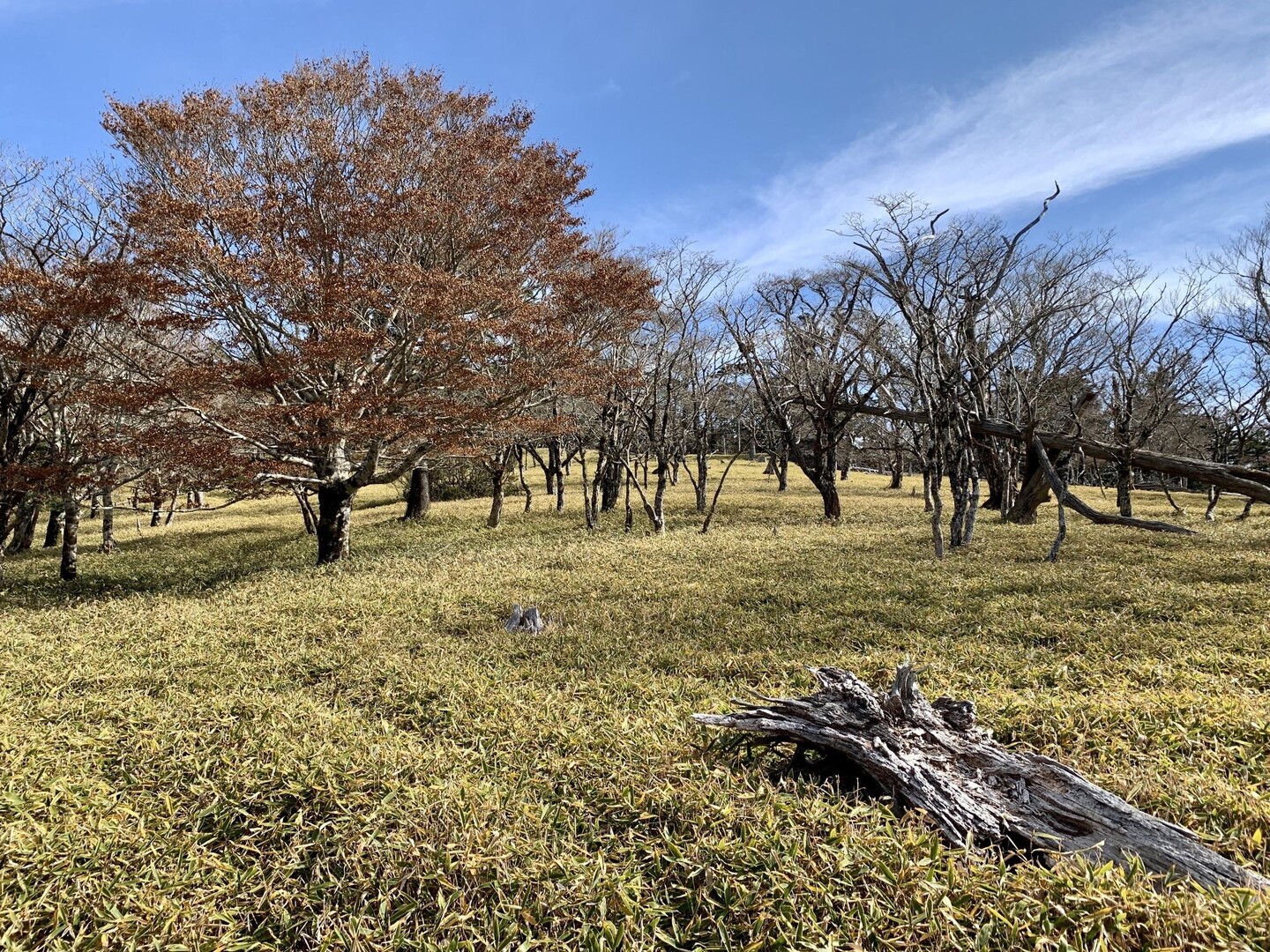 大台ヶ原 / nonpui(ノンプイ)さんの大台ヶ原山・日出ヶ岳・大杉谷の活動データ | YAMAP / ヤマップ