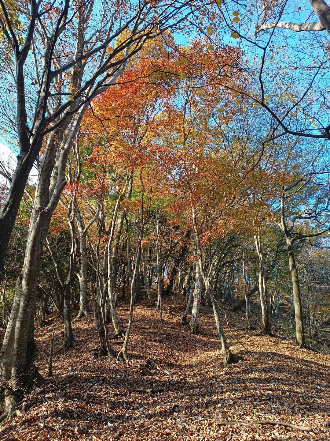 辺室山 / KAAZ さんの大山の活動データ | YAMAP / ヤマップ