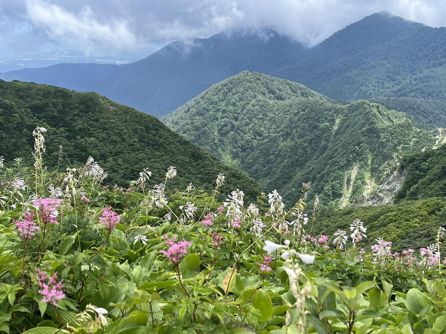 真夏はやっぱり花のユートピア🌸 / marumoさんの大山・甲ヶ山・野田ヶ山の活動データ | YAMAP / ヤマップ