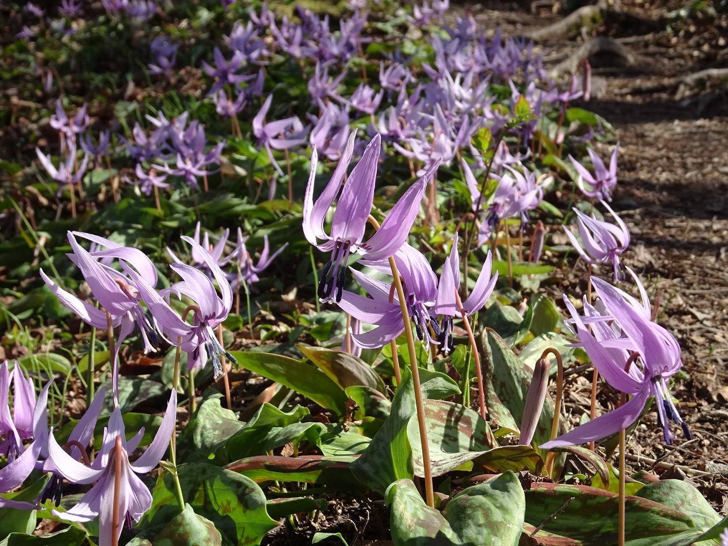 弟見山 / hiyoko さんの莇ヶ岳・弟見山の活動データ | YAMAP / ヤマップ