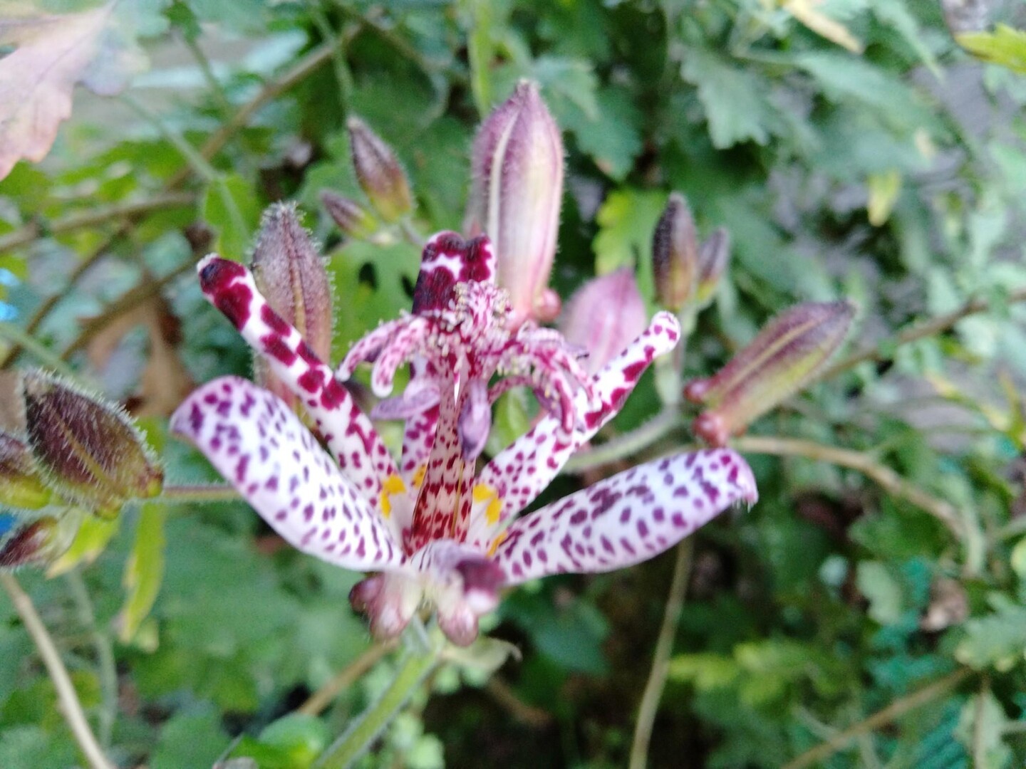 鉢植えホトトギス💜 去年の秋、実家か... / りりさんさんのモーメント | YAMAP / ヤマップ
