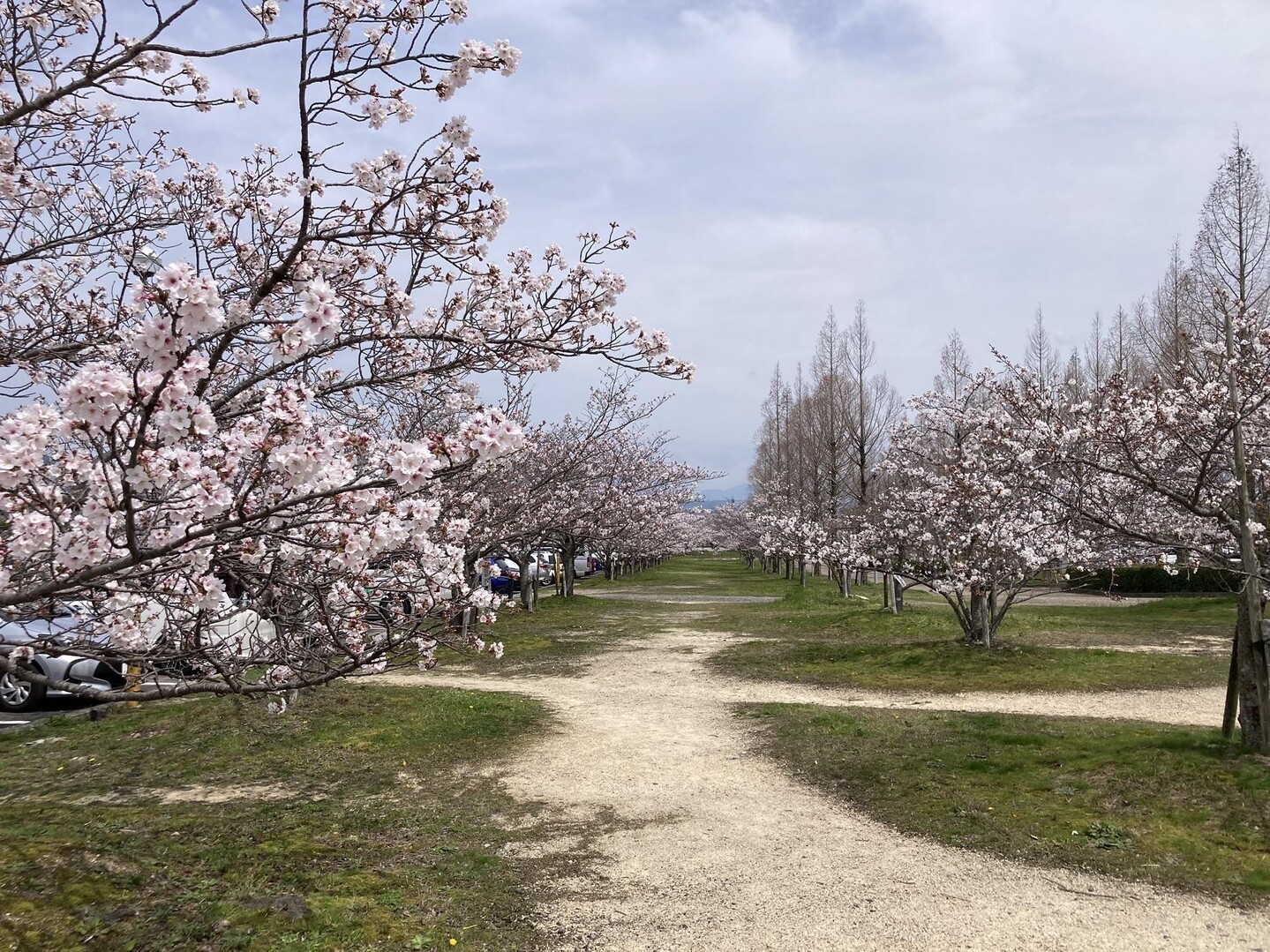 MOP→竜王山・鏡山を周回で🏃 / keloさんの三上山・鏡山の活動データ | YAMAP / ヤマップ