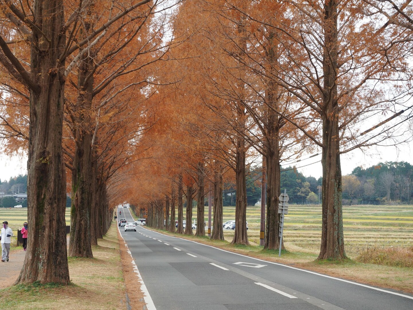 2020年12月7日、滋賀県高島市マキ... / sensaさんのモーメント | YAMAP / ヤマップ