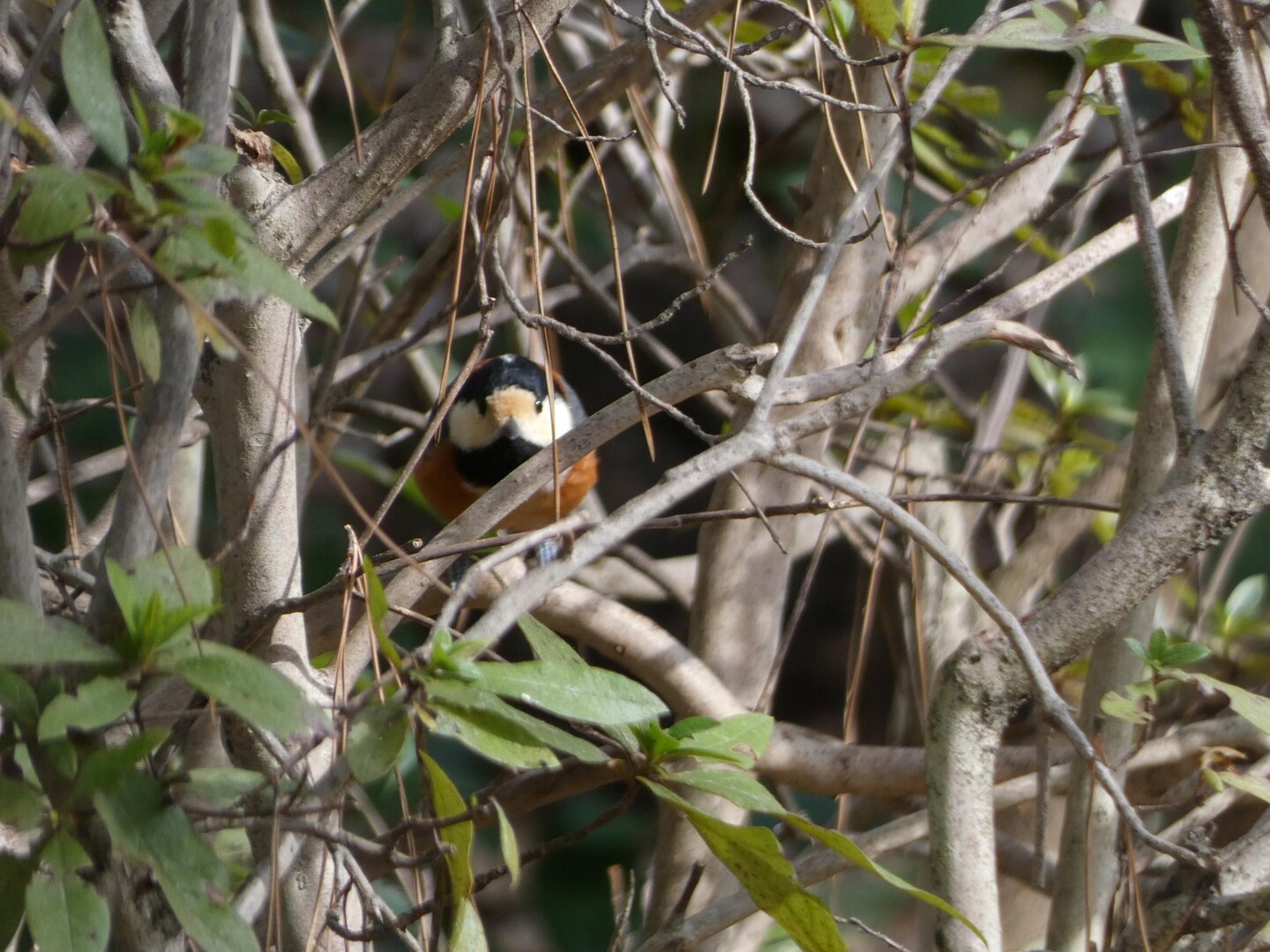 大泉緑地 / PAGUさんのウォーキングの活動データ | YAMAP / ヤマップ