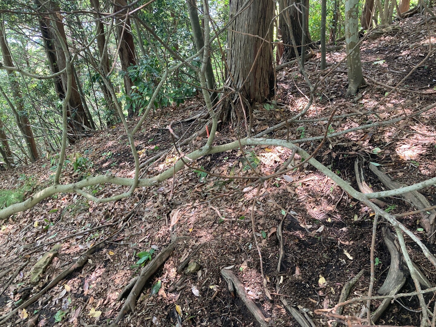 Nakkoさんさんの投稿したフィールドメモ | YAMAP / ヤマップ