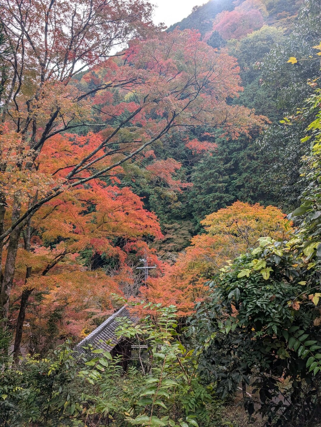 釈迦岳・ポンポン山 / hrkさんのポンポン山・釈迦岳・小塩山・若山の活動データ | YAMAP / ヤマップ