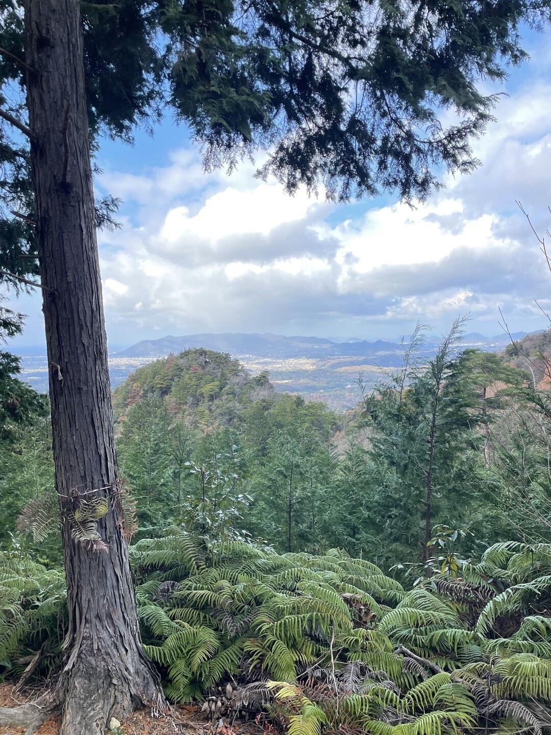 241222中蓮寺峰・若狭峰 / koji・ω・さんの雲辺寺山の活動データ | YAMAP / ヤマップ