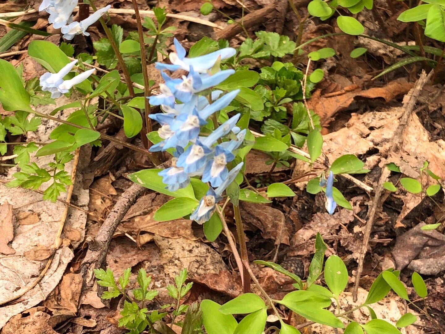 藻岩山 / katuraさんの藻岩山の活動データ | YAMAP / ヤマップ