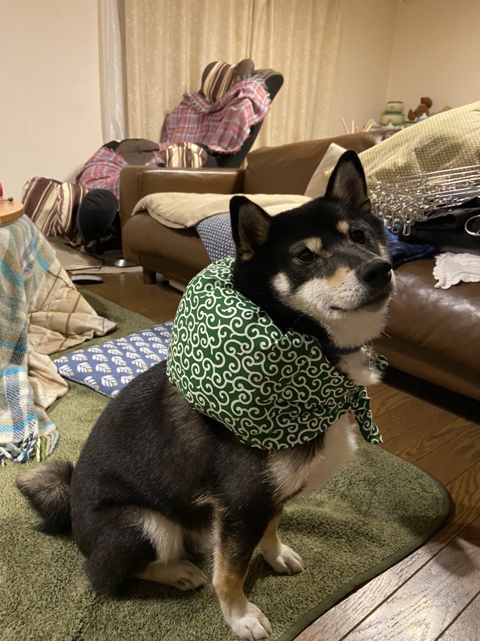 柴犬にはやっぱ風呂敷やね‼️ / Corchanさんのモーメント | YAMAP / ヤマップ