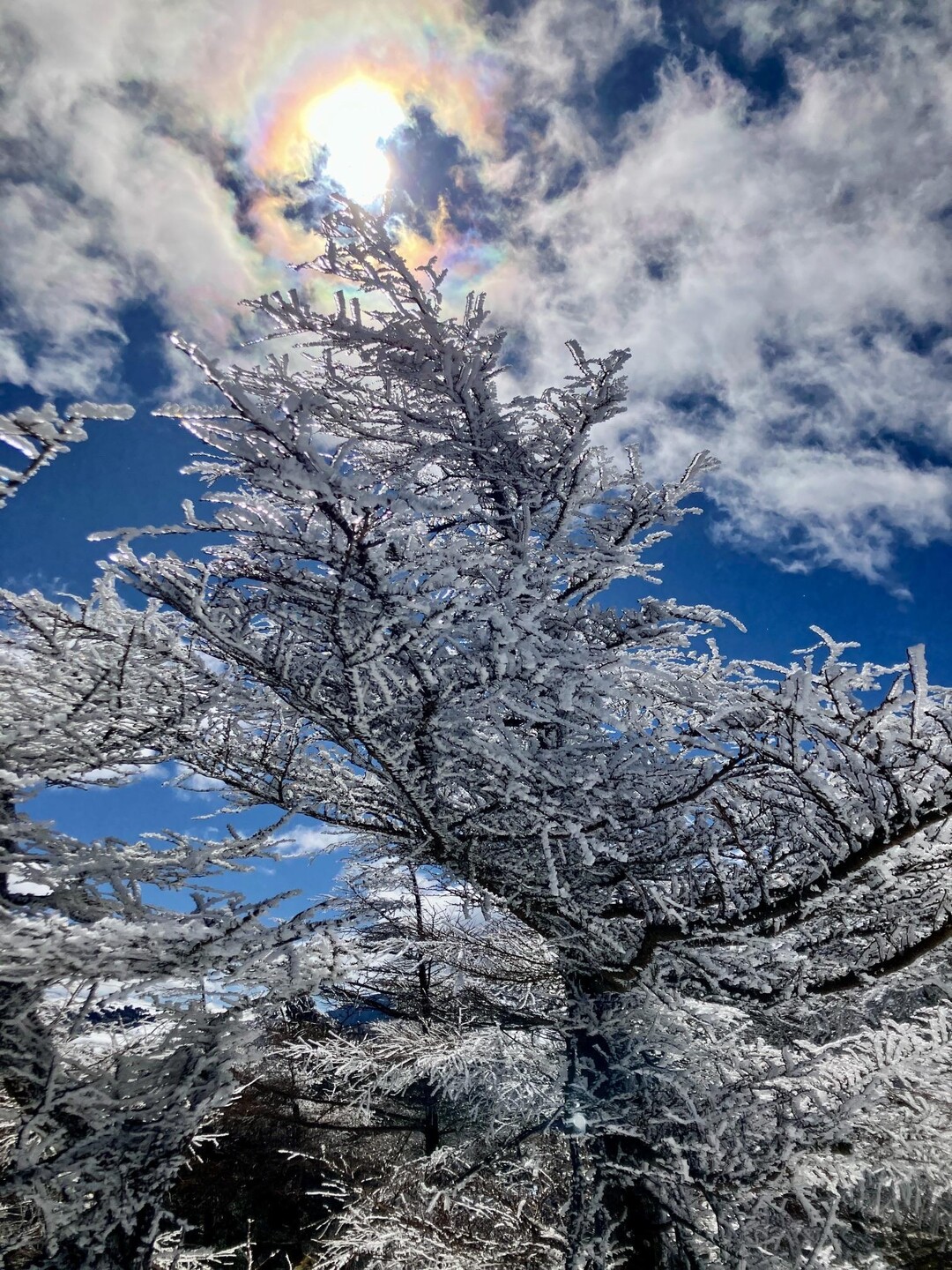 南沢山・横川山（湯舟沢山） / 春みかんさんの恵那山・大判山・神坂山の活動データ | YAMAP / ヤマップ