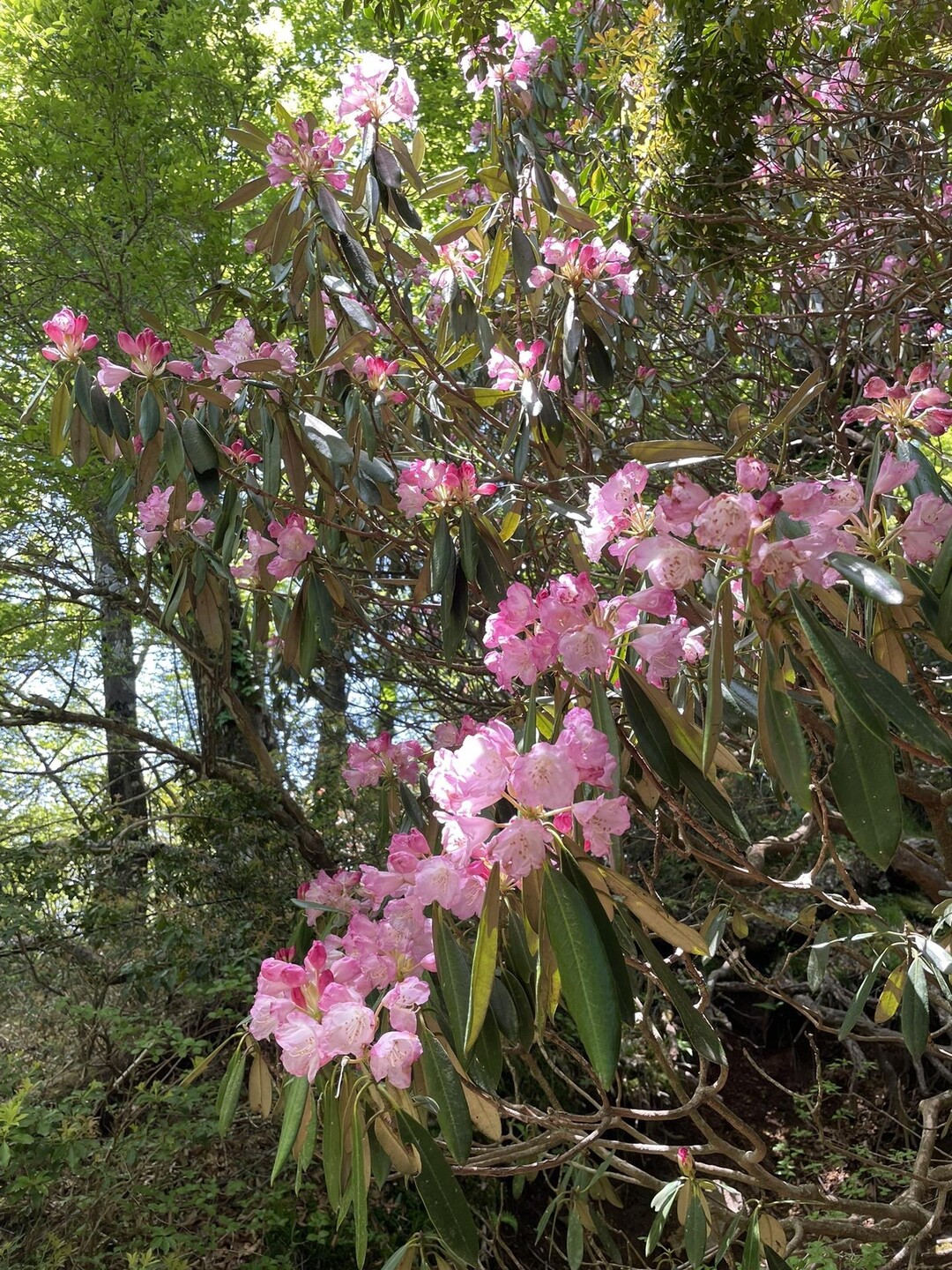 アマギシャクナゲを見に天城山（万二郎岳・万三郎岳） / NICKさんの天城山・鉢ノ山・三筋山の活動データ | YAMAP / ヤマップ