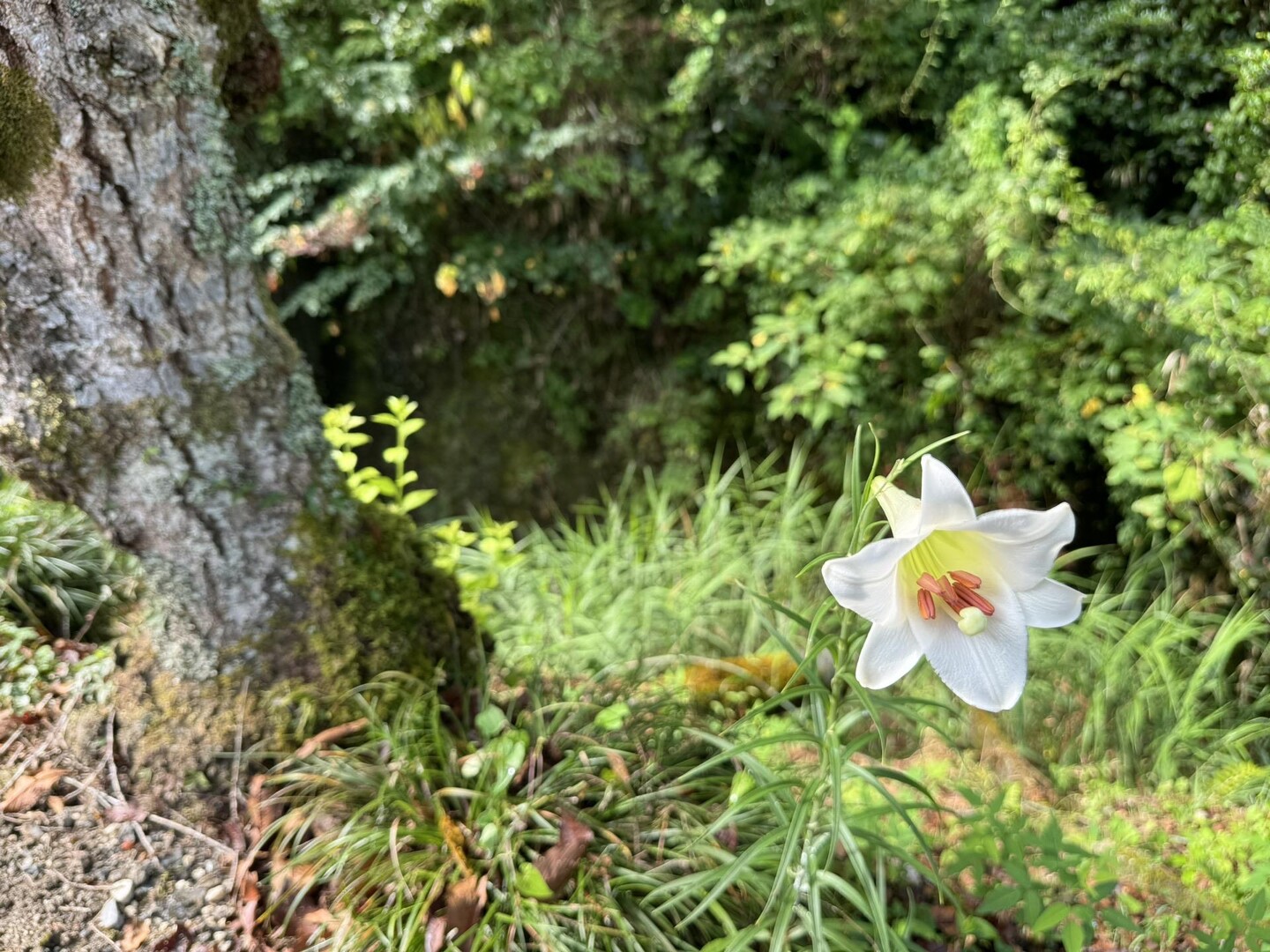 城ヶ根山 / syanさんの猿投山・物見山の活動データ | YAMAP / ヤマップ