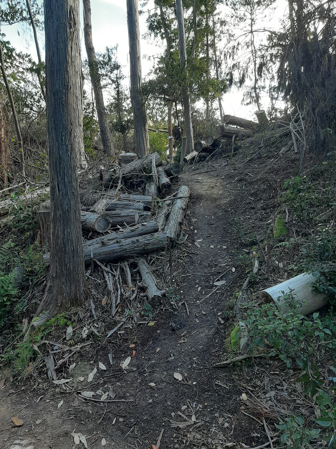 Mr.Kobaさんの投稿したフィールドメモ | YAMAP / ヤマップ