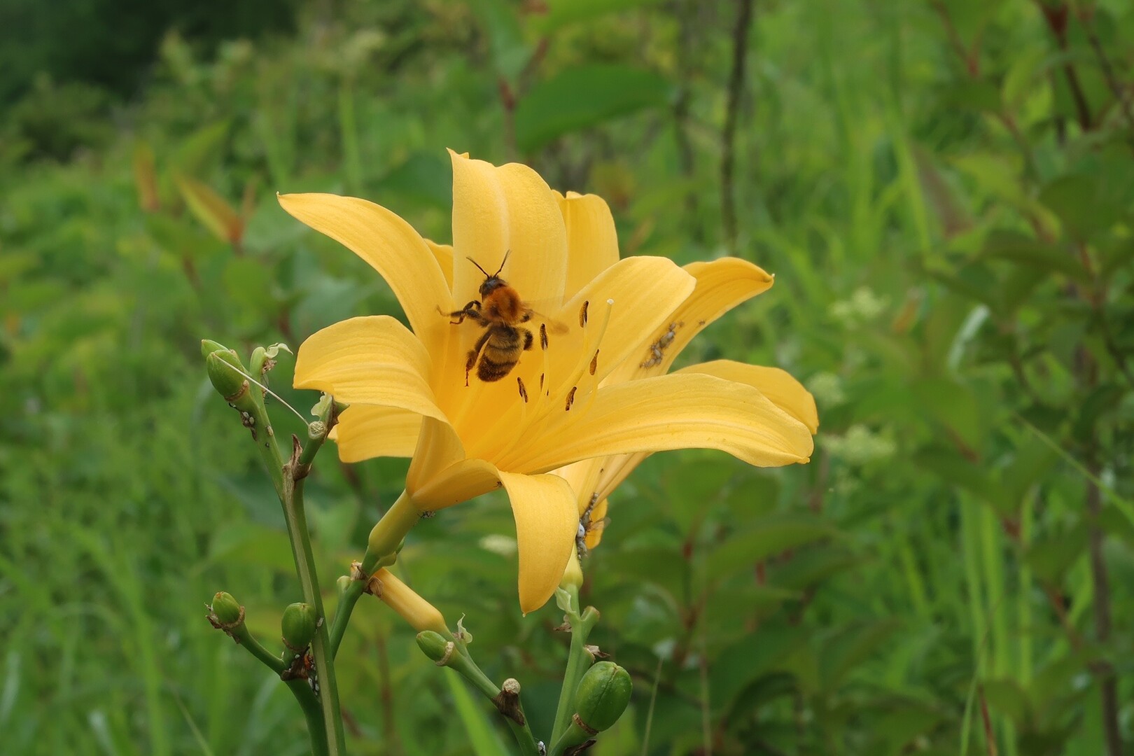 霧ヶ峰2日目は八島湿原一周 / heeさんの霧ヶ峰・車山・大笹峰の活動データ | YAMAP / ヤマップ