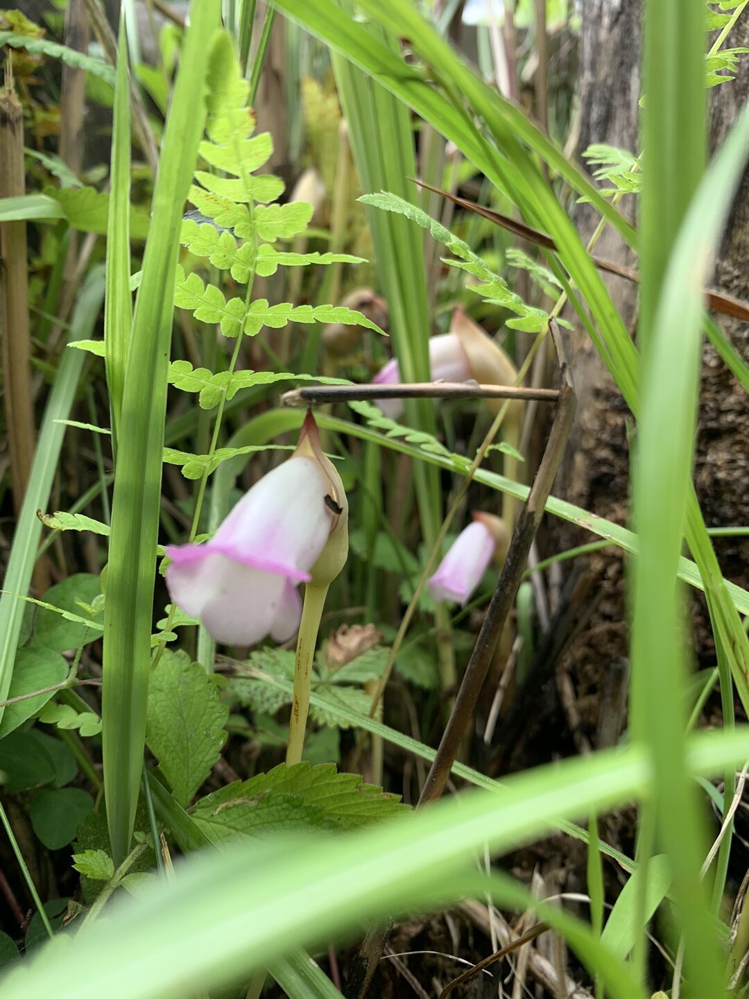 樫原湿原（かしばるしつげん）へ。 サギ... / Team AQAさんのモーメント | YAMAP / ヤマップ