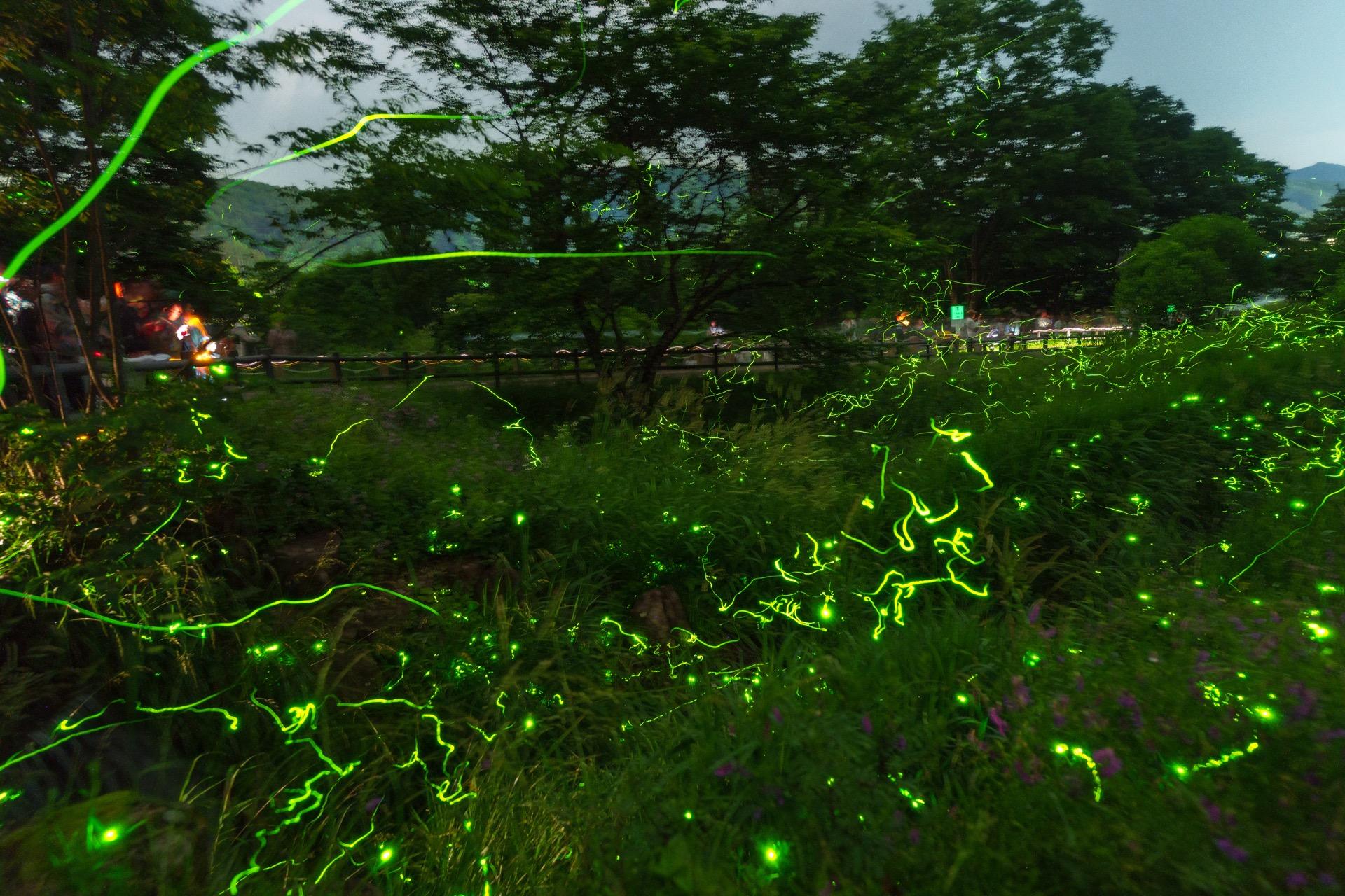 辰野ほたる公園にてホタル撮影です 202... / ぱっくんさんのモーメント | YAMAP / ヤマップ