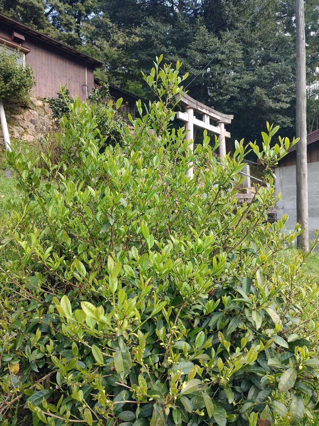 GW後半は実家でお茶摘み、お茶作りです。... / moonさんのモーメント | YAMAP / ヤマップ