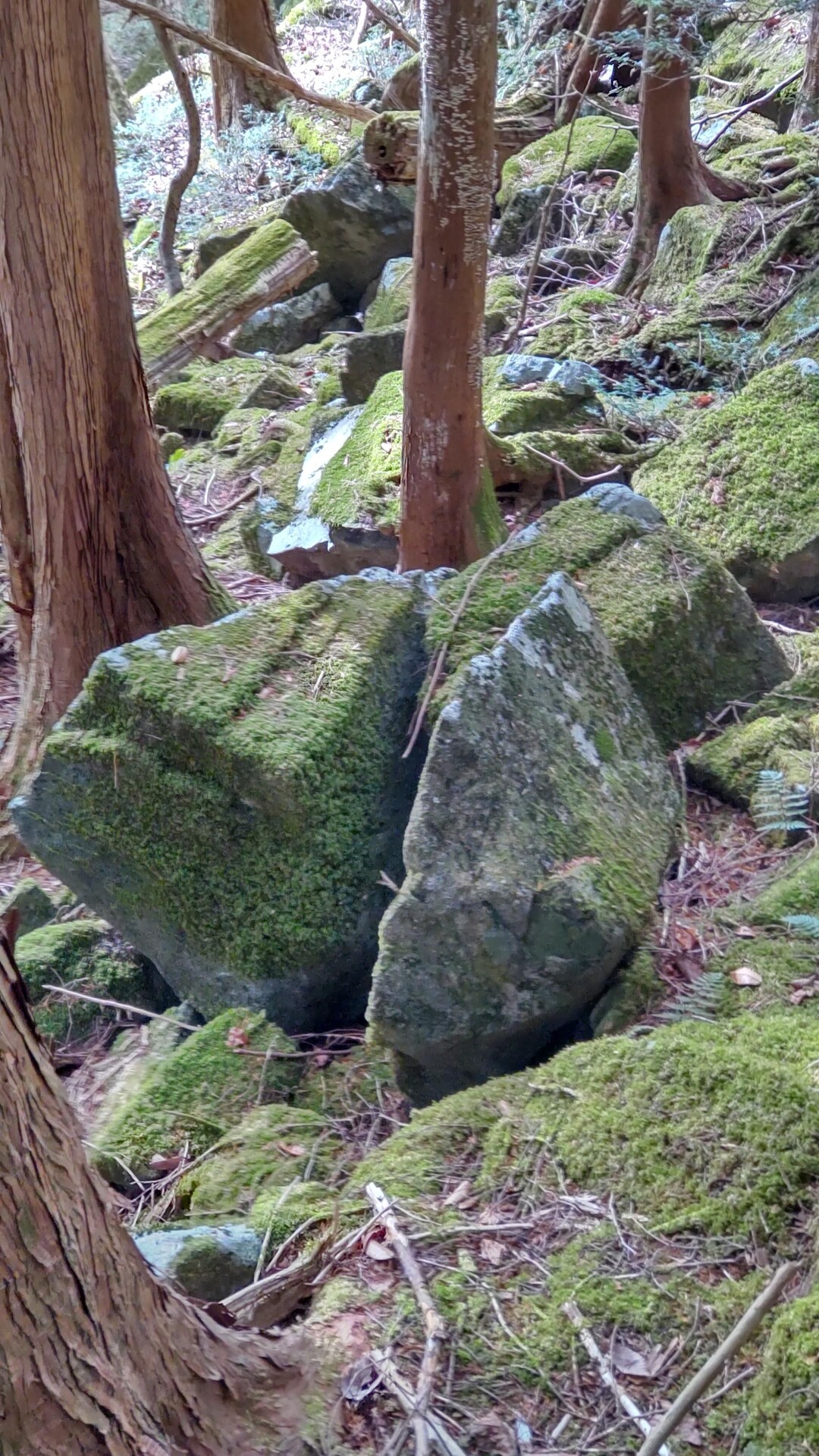 夕森山 / zen sugiさんの奥三界岳・夕森山の活動データ | YAMAP / ヤマップ