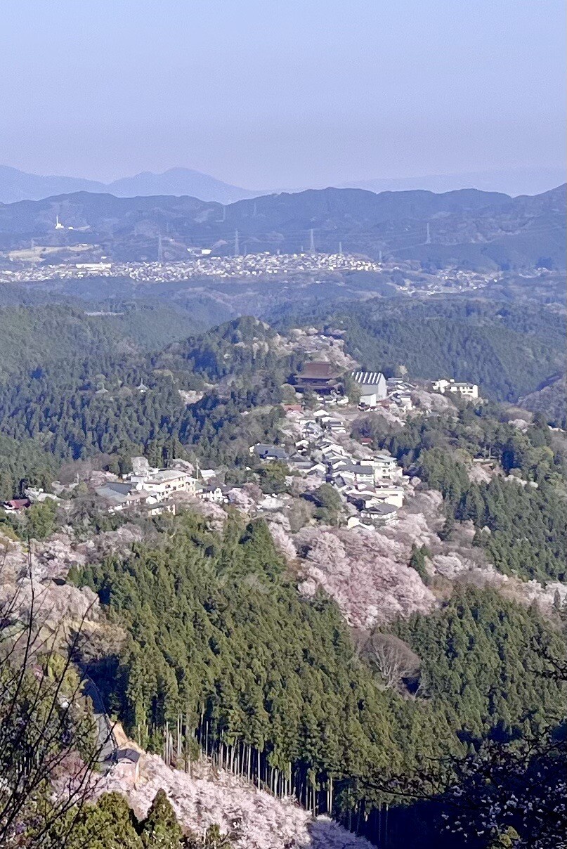 高城山 吉野の千本桜🌸 / Naoko（おこ)🥾さんの吉野山・青根ヶ峰・百貝岳の活動データ | YAMAP / ヤマップ