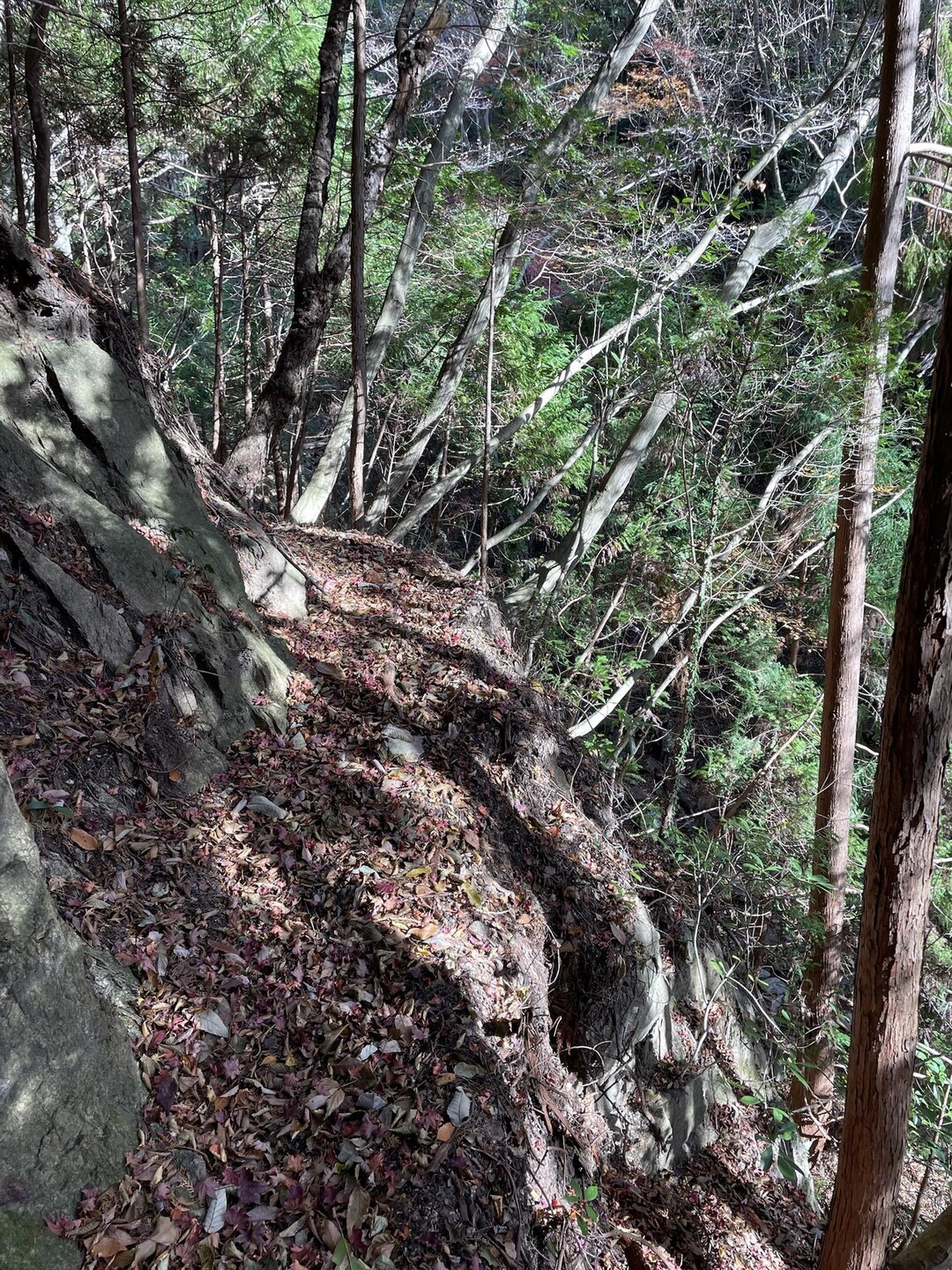 Solaさんの投稿したフィールドメモ | YAMAP / ヤマップ