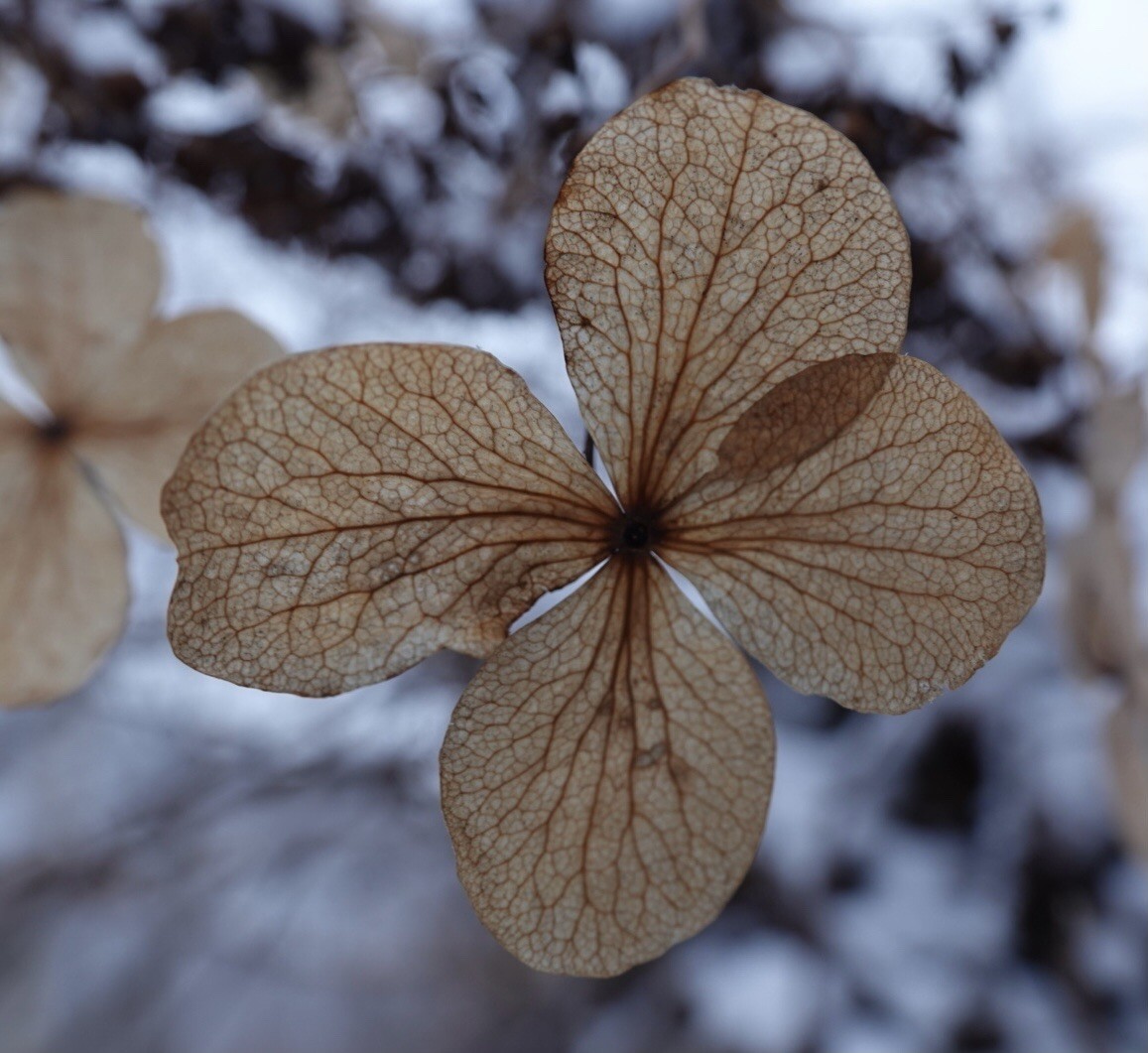 藻岩山 / Michael さんの藻岩山の活動データ | YAMAP / ヤマップ