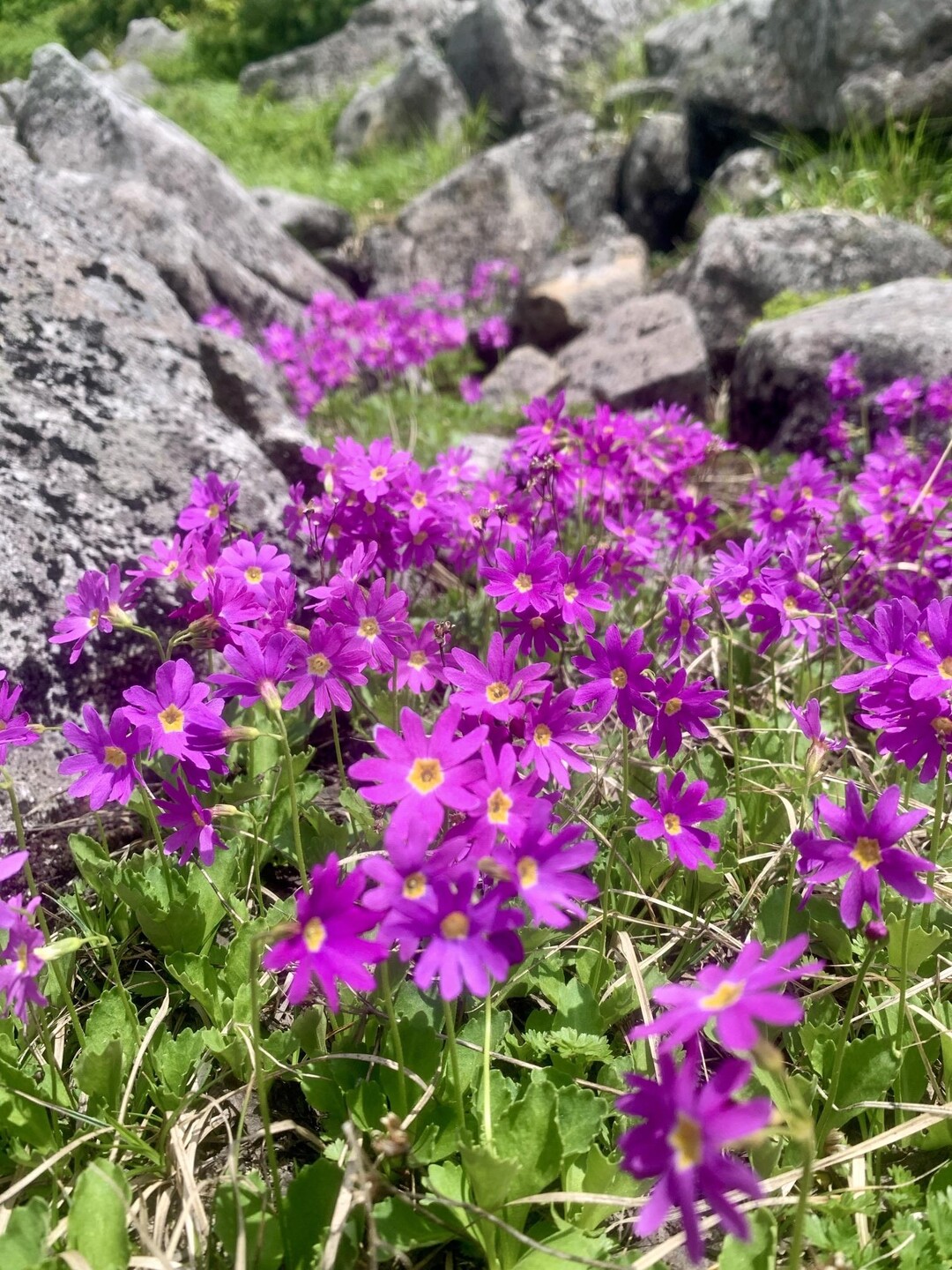 岩木山、ミチノクコザクラ咲く赤倉コース🌸 / ZAKUさんの岩木山（岩鬼山）・鳥海山・鍋森山の活動データ | YAMAP / ヤマップ