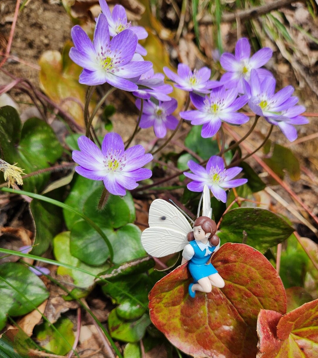 三ノ峠山♡ / kokoさんの鋸山・三ノ峠山・八方台の活動データ | YAMAP / ヤマップ