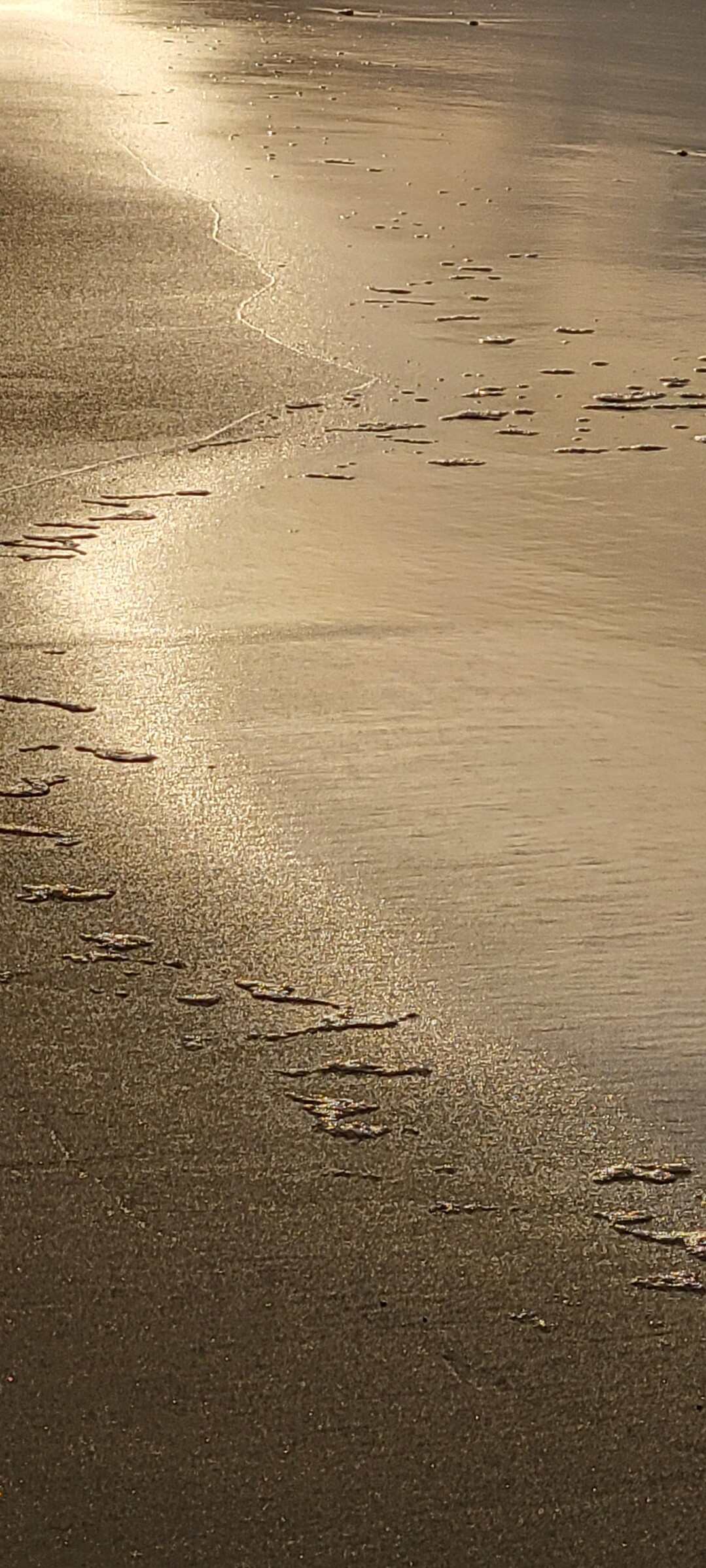 奈多海岸、雁ノ巣砂丘ウォーキング-2025-02-02 / himeさんのウォーキングの活動日記 | YAMAP / ヤマップ