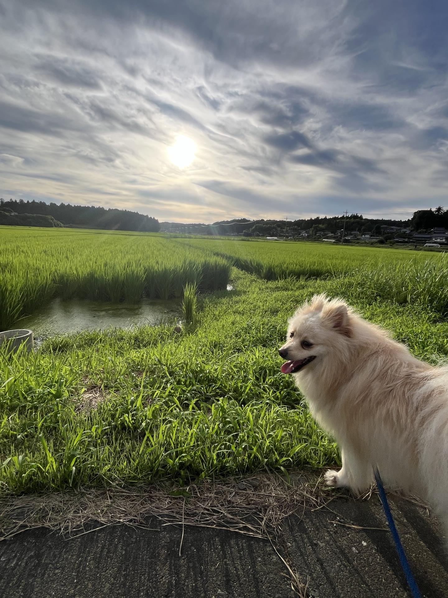 It’s very hot 🥵 so ... / LILY 🇺🇸さんのモーメント | YAMAP / ヤマップ