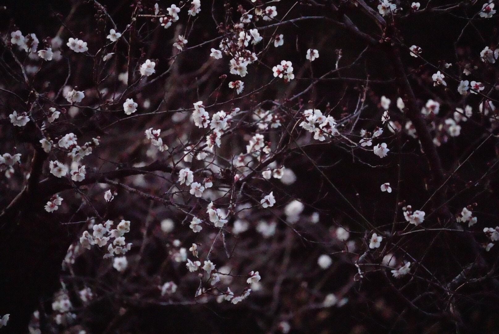 一気に極寒 アヅマ44 / ta2さんの鳴神山・吾妻山の活動データ | YAMAP / ヤマップ