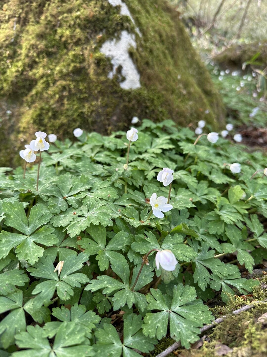 坊主山・筑波山（女体山） / mi-naさんの筑波山の活動データ | YAMAP / ヤマップ
