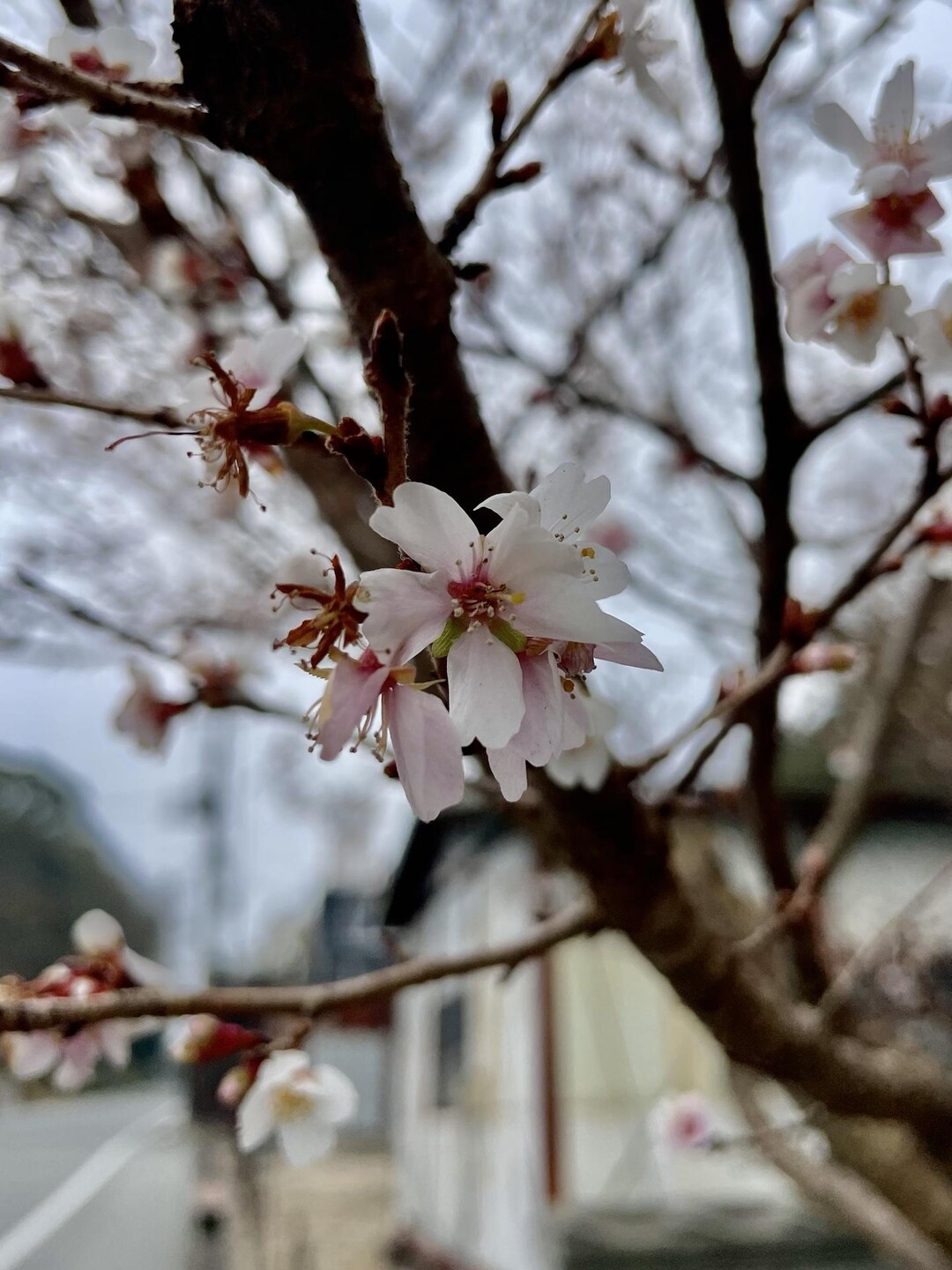 大深山 / すぎちゃん(^-^)vさんの小豆島・星ヶ城山・皇踏山の活動日記へのコメント一覧 | YAMAP / ヤマップ