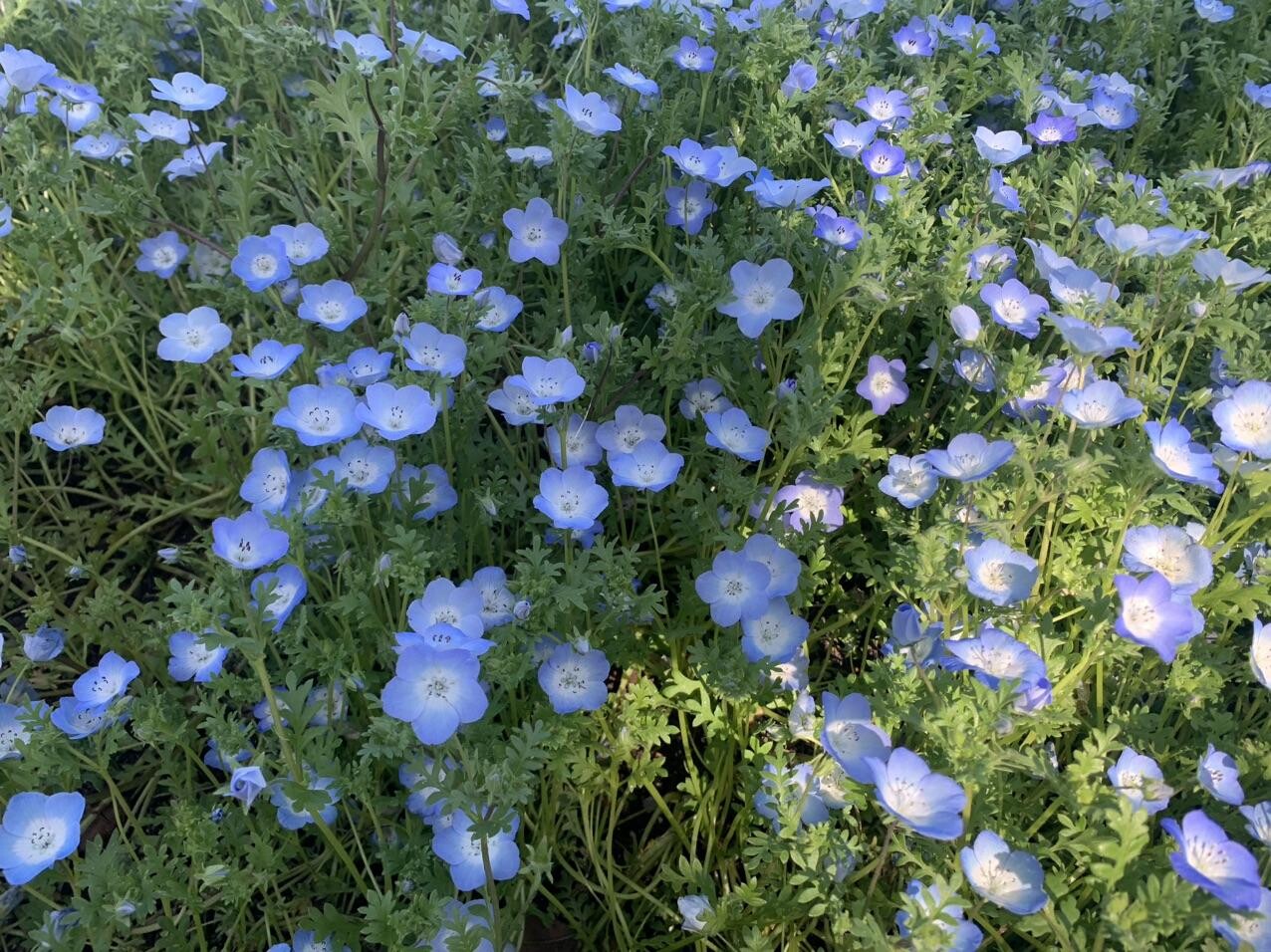 ゆきのページ | YAMAP / ヤマップ