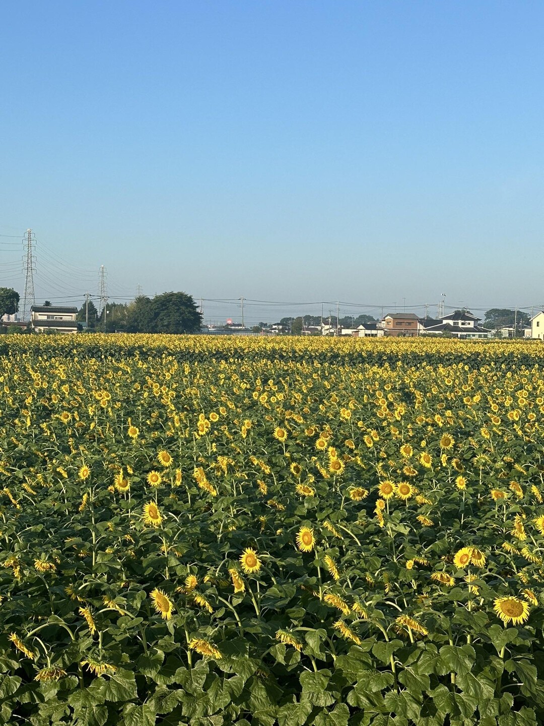 酷暑の中 周り回ったぁyo〜🌻 / 山パンダ🐼さんの太平山・晃石山・唐沢山の活動データ | YAMAP / ヤマップ