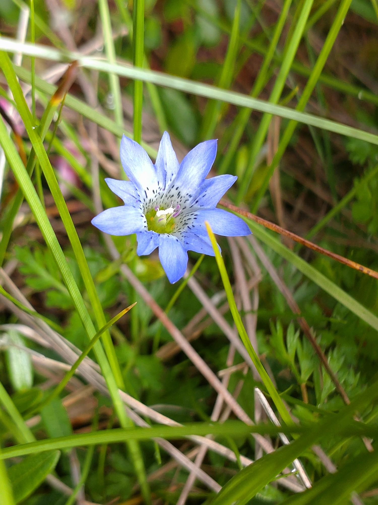 帝釈山・田代山 20240714 / gunさんの田代山・帝釈山の活動データ | YAMAP / ヤマップ