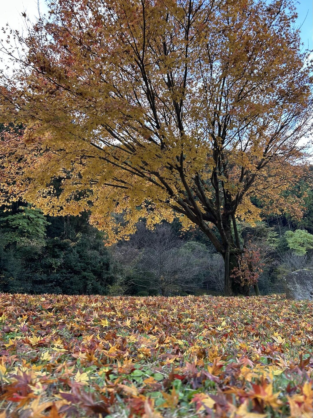 明星山のやり残し⛰️白金山⛰️高根山⛰️向耳納 / pu_ka夫さんの明星山・白金山の活動データ | YAMAP / ヤマップ