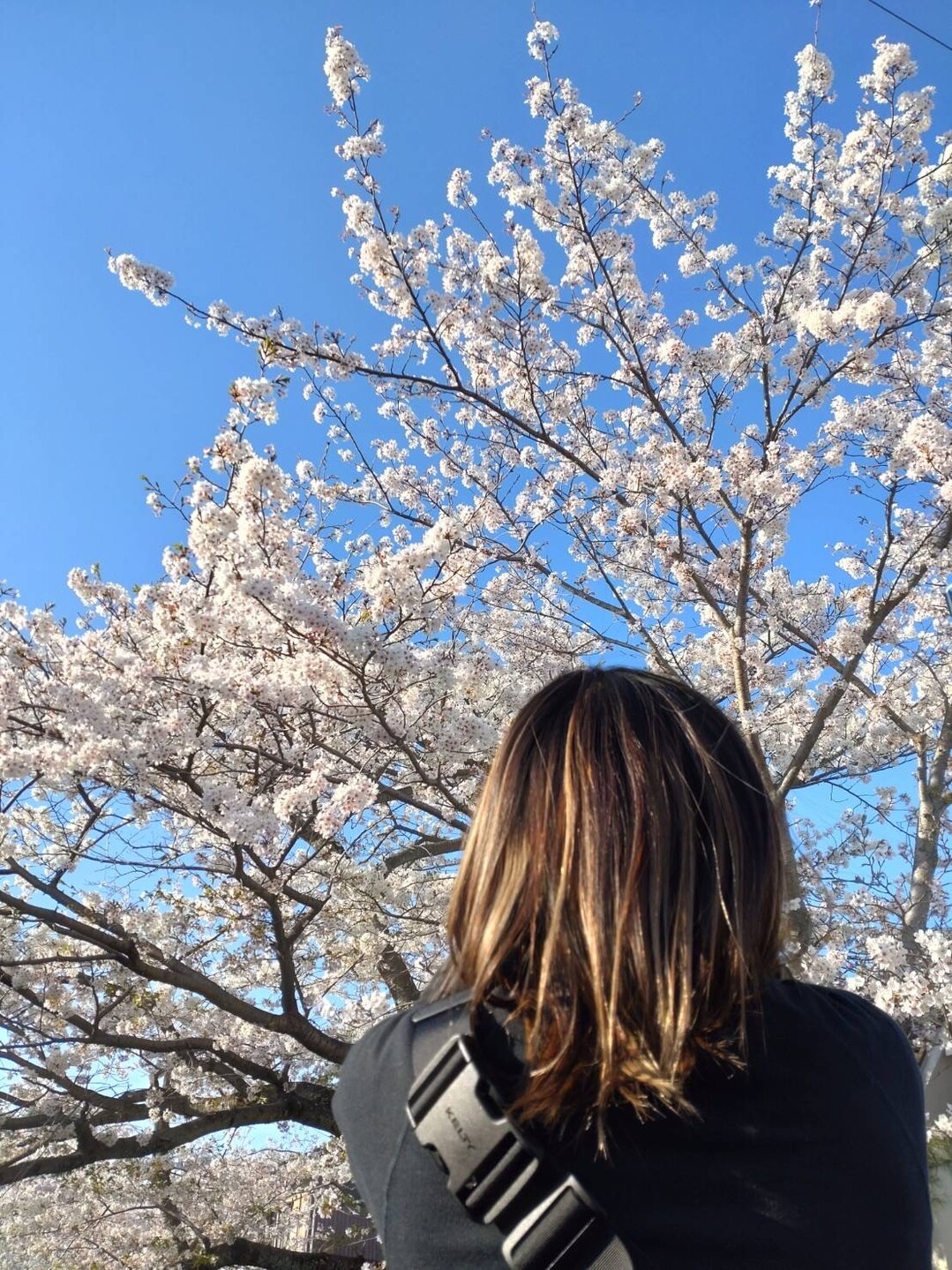 仕事終わって 一の坂川へ🌸 満開のサク... / Kei707さんのモーメント | YAMAP / ヤマップ