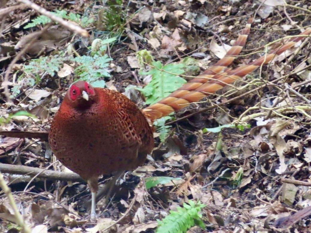 ヤマドリに会いに💓その後、金剛山麓で花活🌼 / otaksaさんの金剛山・二上山・大和葛城山の活動データ | YAMAP / ヤマップ