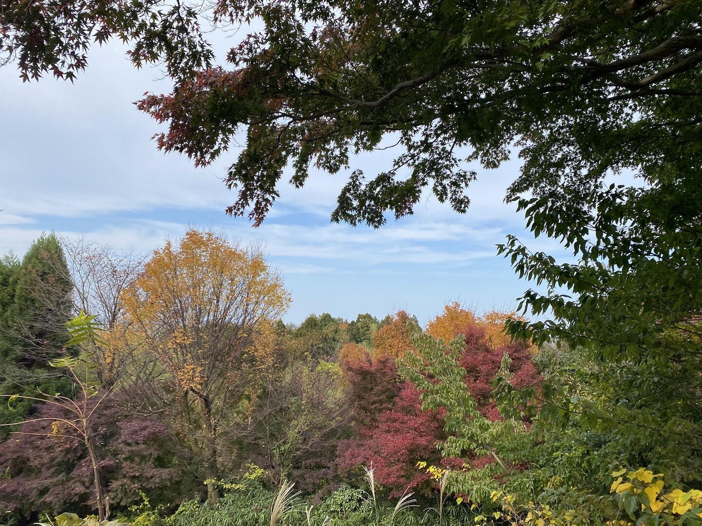 呉羽山 / yakataさんの呉羽山・城山の活動データ | YAMAP / ヤマップ