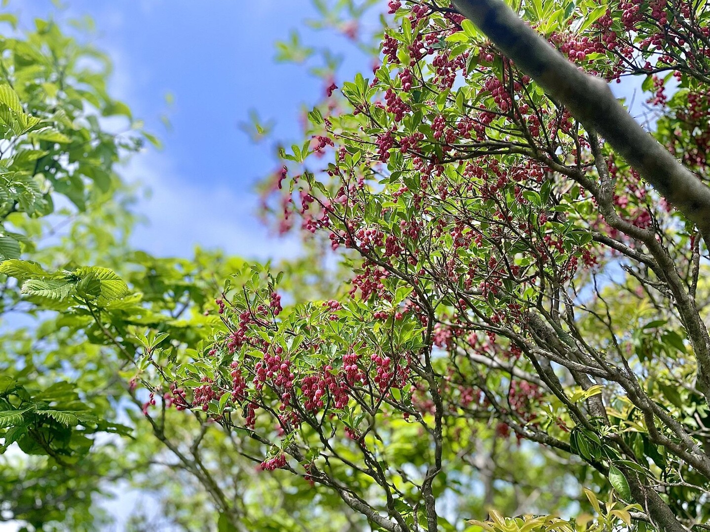 ゆっくり広戸仙と甲山 / tec （taka）さんの那岐山・滝山・広戸仙の活動データ | YAMAP / ヤマップ