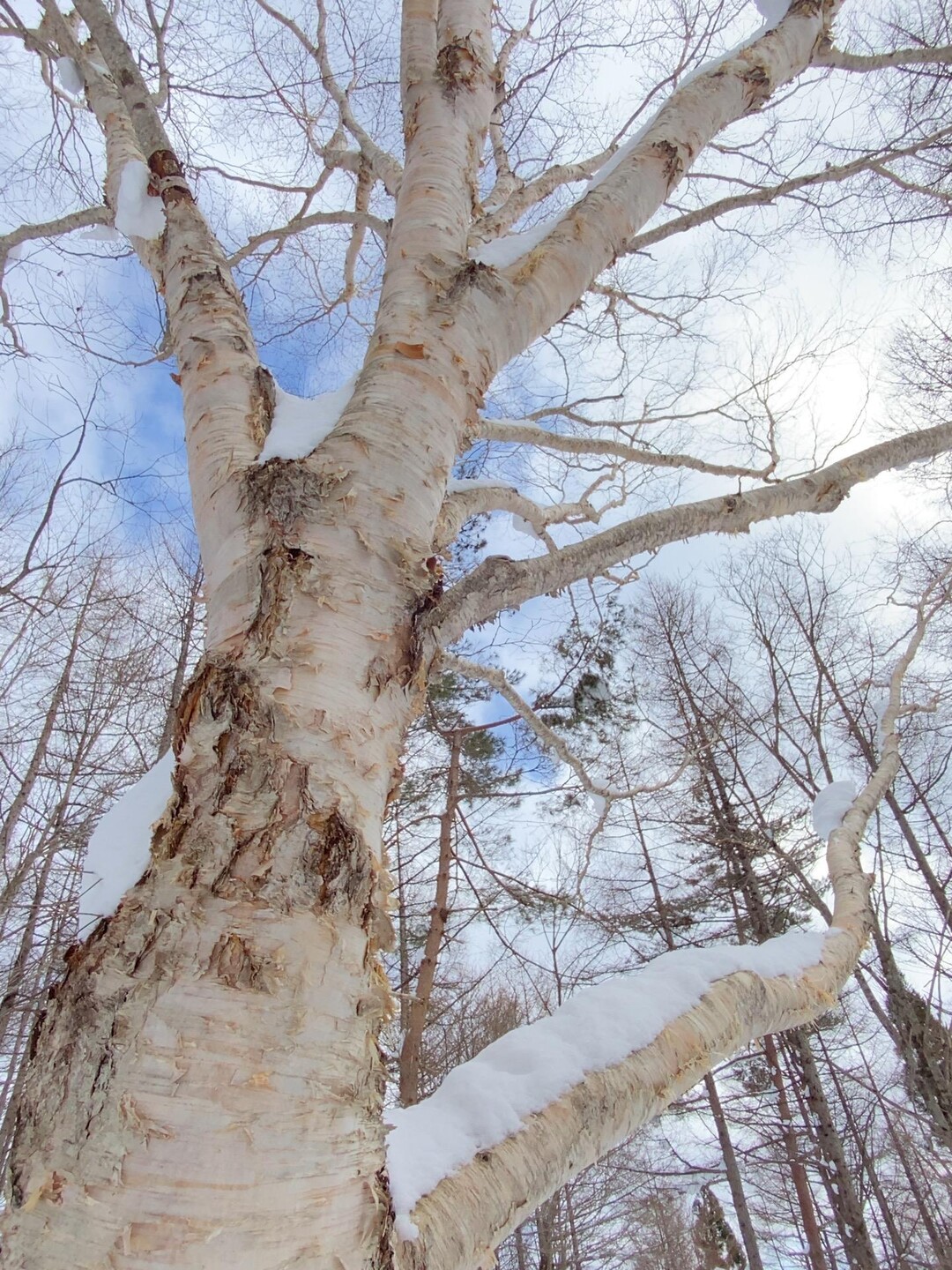 泉ケ岳へ雪道散歩 / ryo-yanさんの船形山（御所山）・泉ヶ岳・蛇ヶ岳の活動データ | YAMAP / ヤマップ