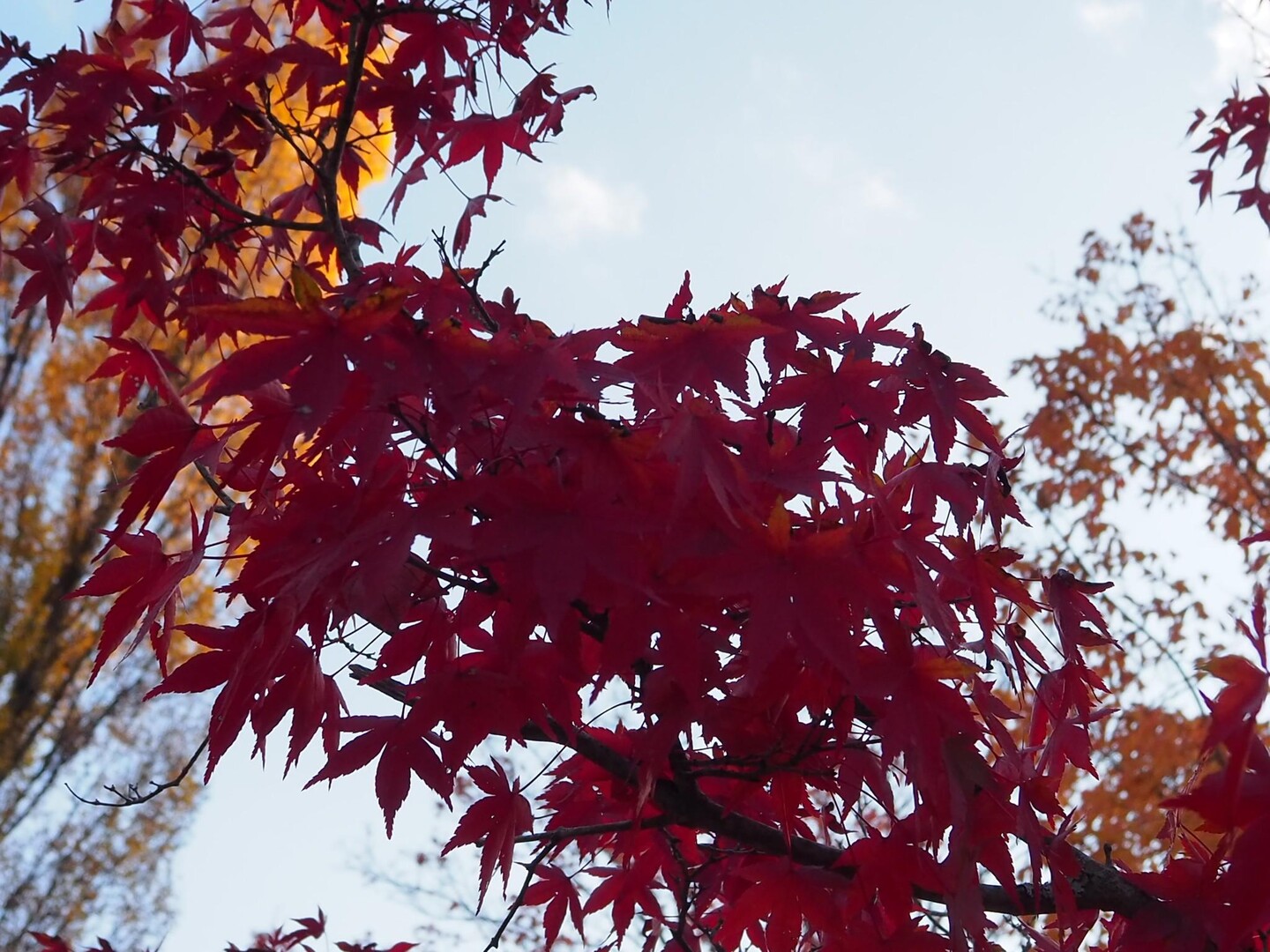 秋の南丹市日吉ダムと先日の月食🌒 / れいさんのモーメント | YAMAP / ヤマップ