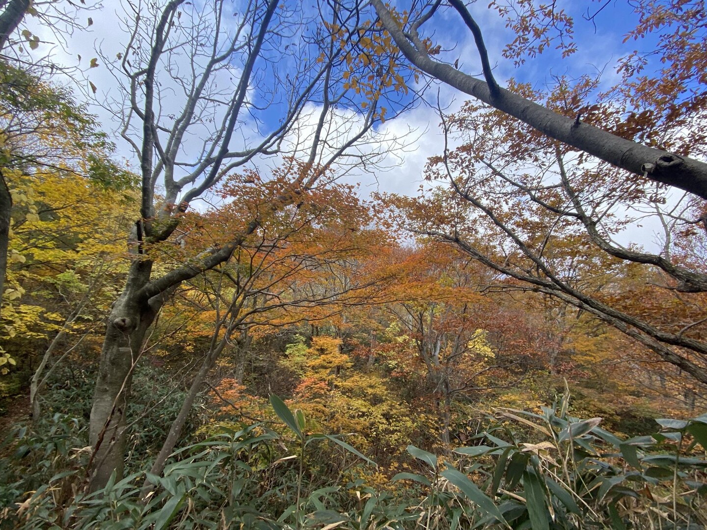 医王山、未踏ピークGET👍胎蔵〜前医王〜黒瀑山 / TARUMIさんの医王山・白兀山・箱屋谷山の活動データ | YAMAP / ヤマップ