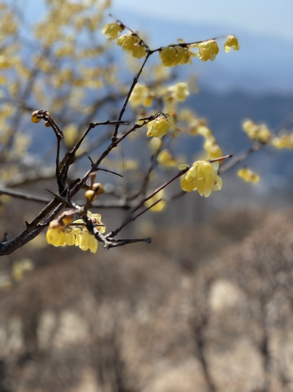 蝋梅、メスティン、かき氷、SL盛りだくさん宝登山 / きなこ107さんの宝登山・長瀞アルプス・不動山・陣見山・鐘撞堂山の活動データ | YAMAP / ヤマップ