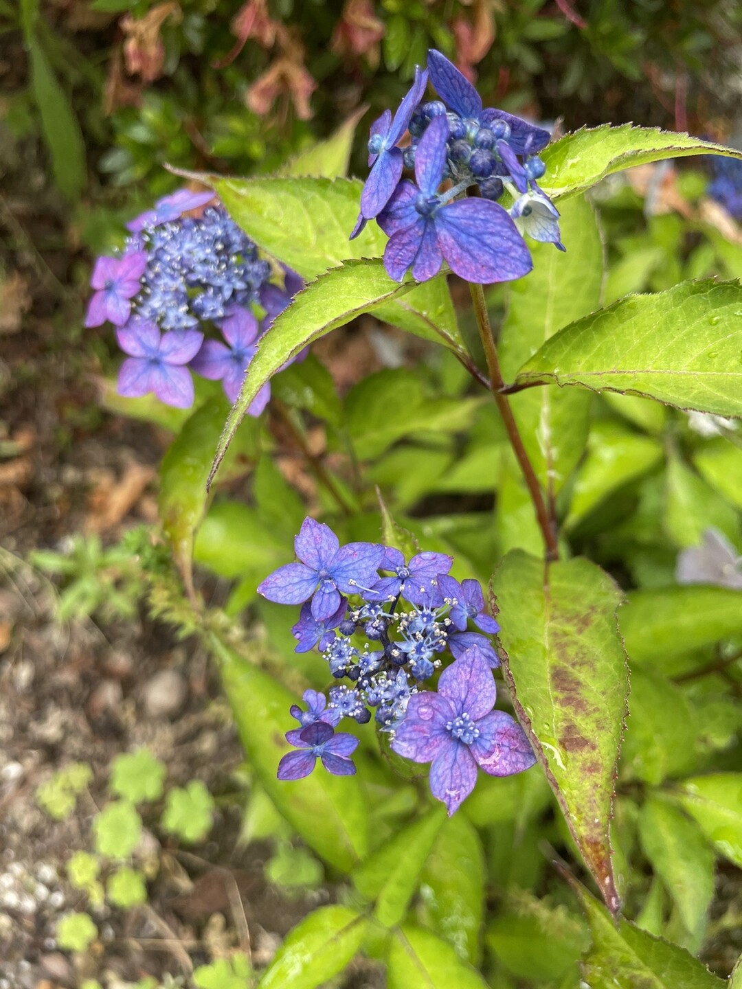 2022 6月18日 庭の「山アジサイ... / インコさんのモーメント | YAMAP / ヤマップ