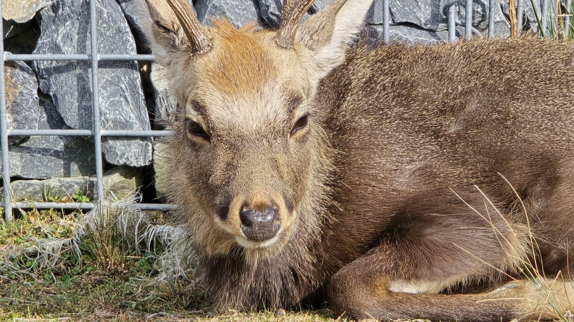11.17 鹿山(金華山) / koke🌿さんの金華山・牡鹿半島の活動データ | YAMAP / ヤマップ