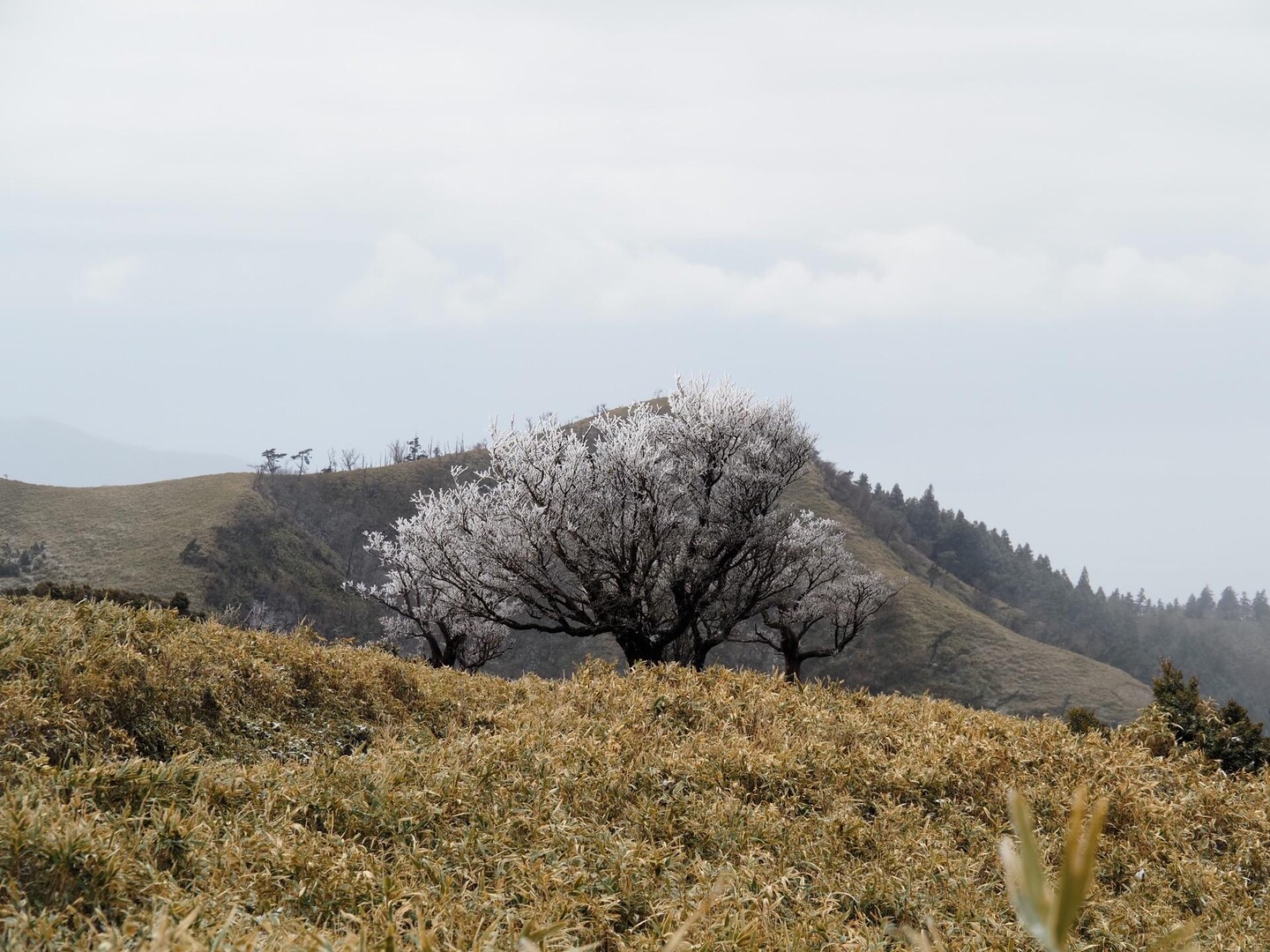 天空のドライブ…達磨山 / M_Akkyさんの金冠山・達磨山・葛城山の活動データ | YAMAP / ヤマップ