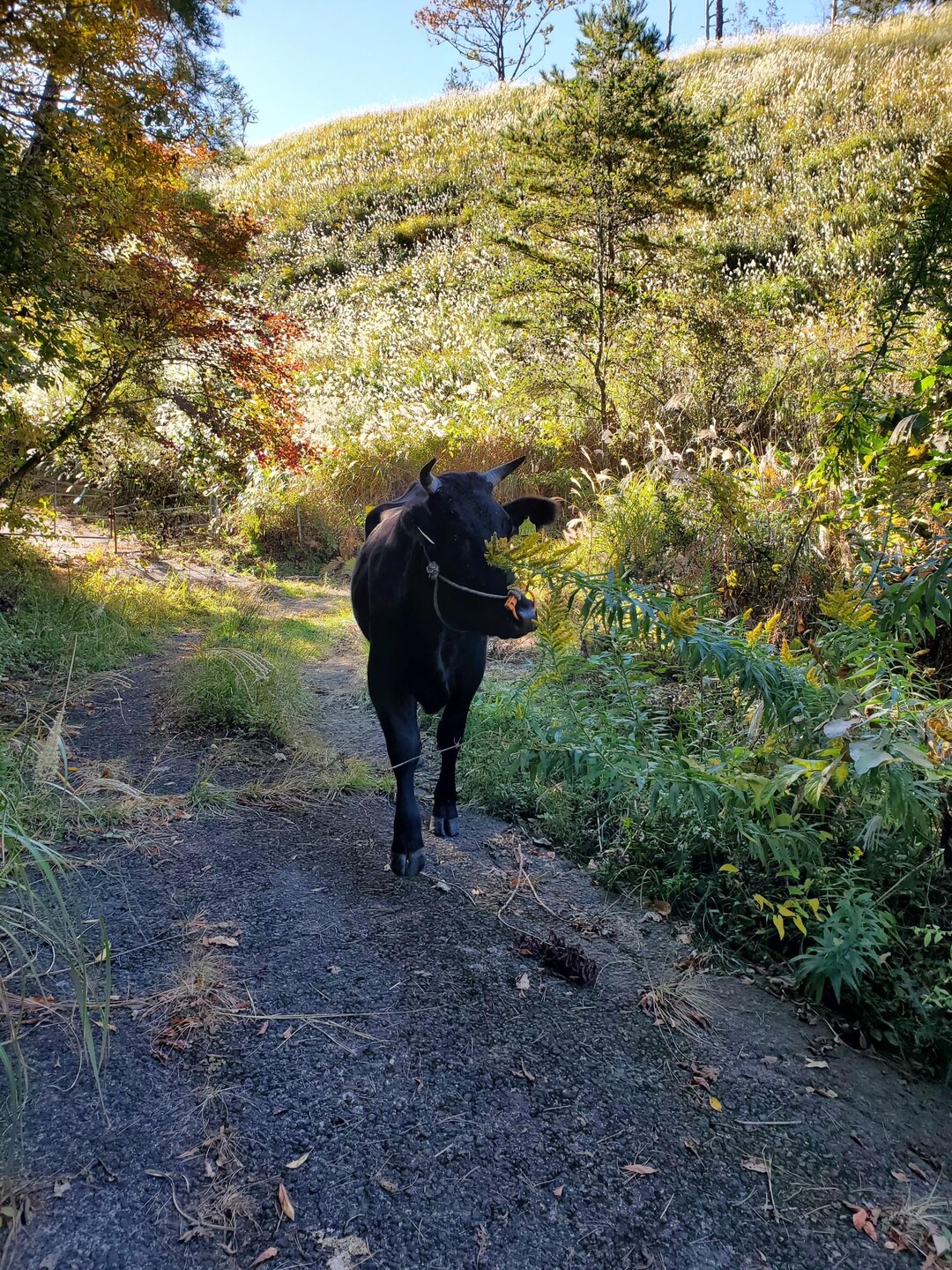 涌蓋山 はげの湯登山口から 2022-10-30 / na-kaさんの涌蓋山・猟師山の活動データ | YAMAP / ヤマップ